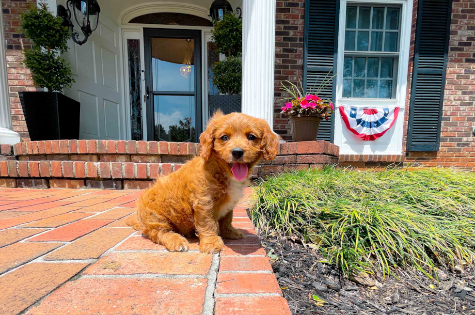 Do Cavapoos Have Docked Tails