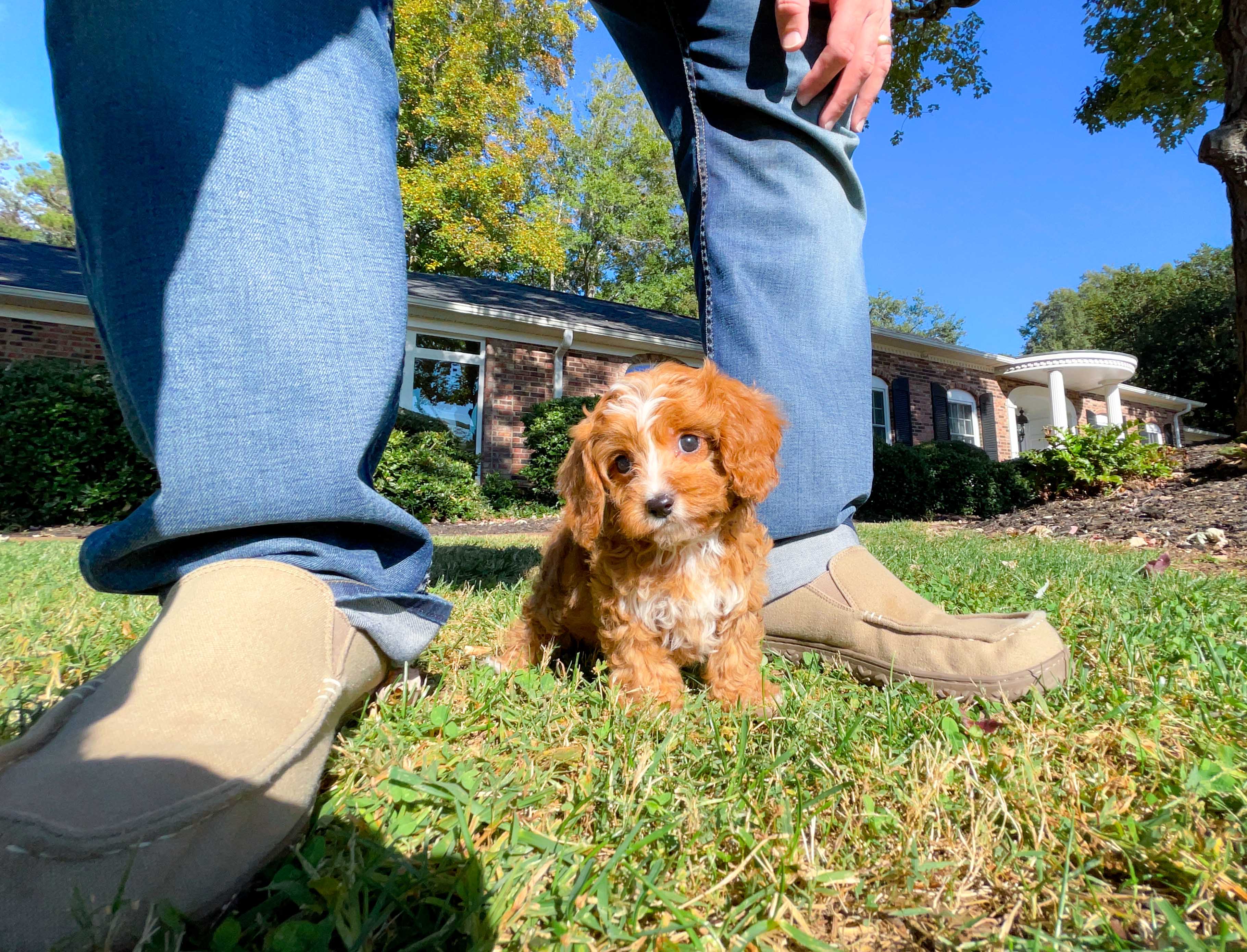 Are Cavapoos Tails Docked